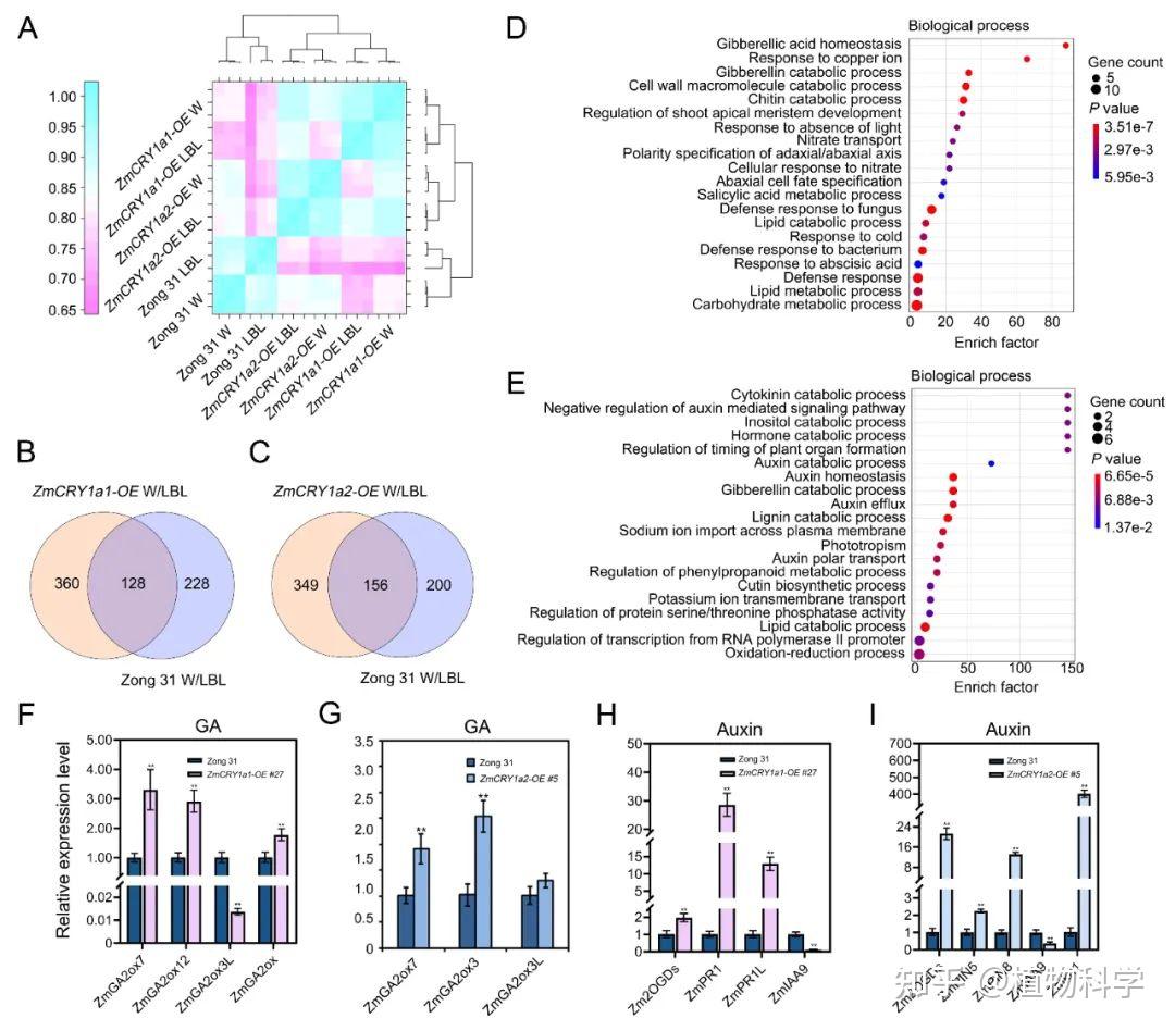The Crop Journal | 河南农大揭示玉米隐花色素1a1和1a2参与玉米及拟南芥的光形态建成和避荫性反应 - 知乎