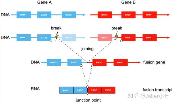 一招搞懂基因融合（gene fusion）的定义、产生机制及鉴定方法 - 知乎