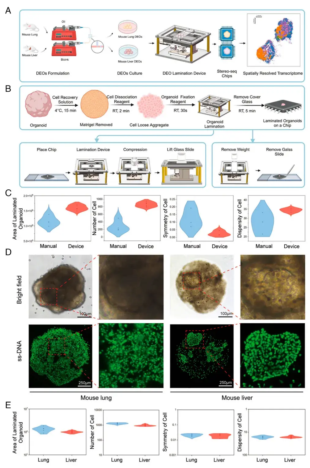 PNAS | 全球首个基于Stereo-seq构建的类器官-时空联用技术，助力精准医疗和药物开发 - 知乎