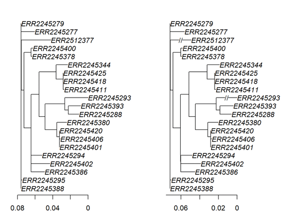 R包神器 | 系统发育和进化分析 - ape (一) - 知乎