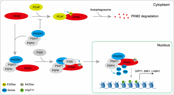 Nat Commun︱湖北大学余希岚团队发现丝氨酸代谢延缓衰老 - 知乎