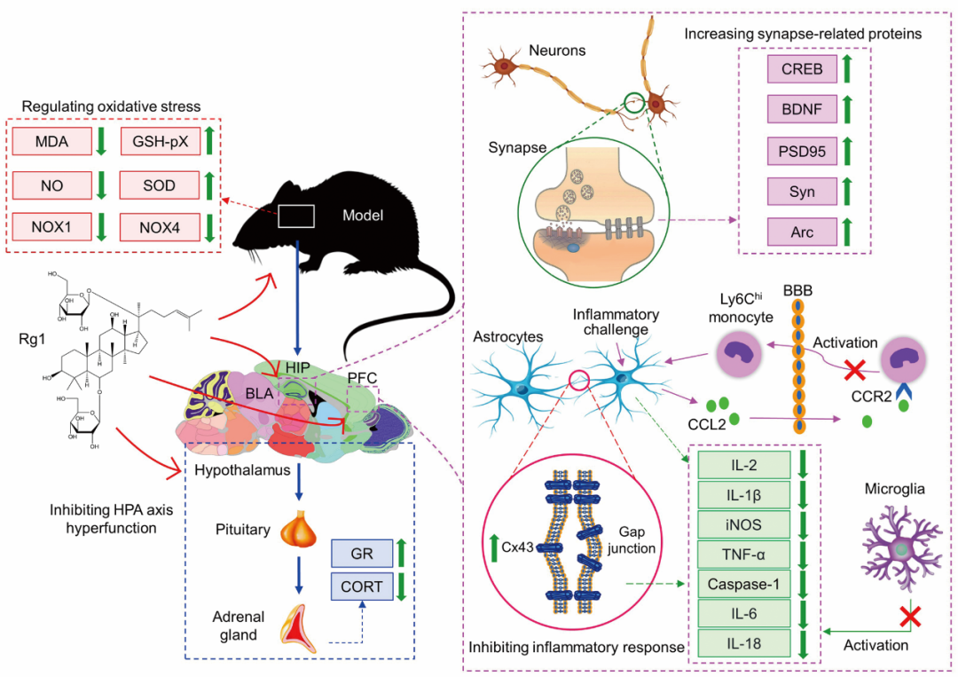 APS 综述︱朱国旗团队综述人参皂苷Rg1在神经系统疾病中新进展 - 知乎