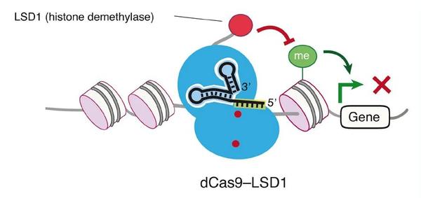 谈谈CRISPR/dCas9系统的“百变”应用（一） - 知乎