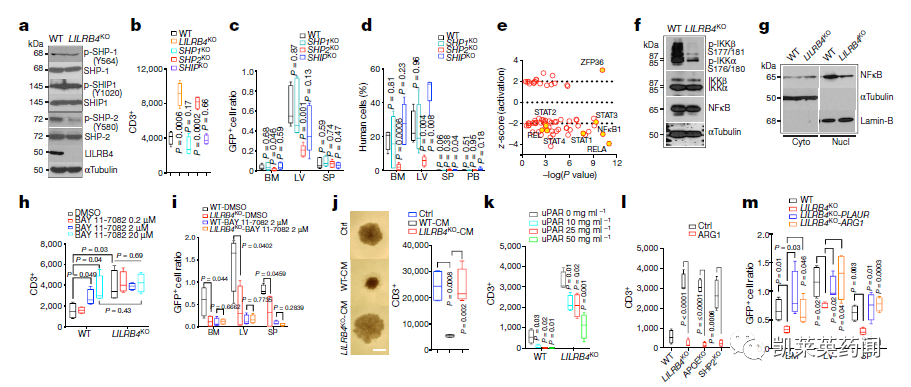 Immune-Onc与百济神州在中国合作开展LILRBs抑制剂与替雷利珠单抗联用的临床试验 - 知乎