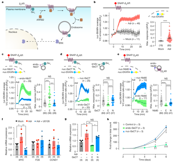 Nature | 游动的GPCR增加了信号传递的空间维度 - 知乎