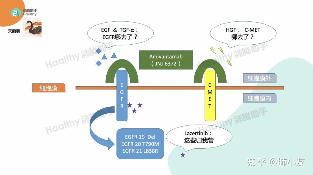 内外夹攻，EGFR一线靶向治疗新选择 - 知乎