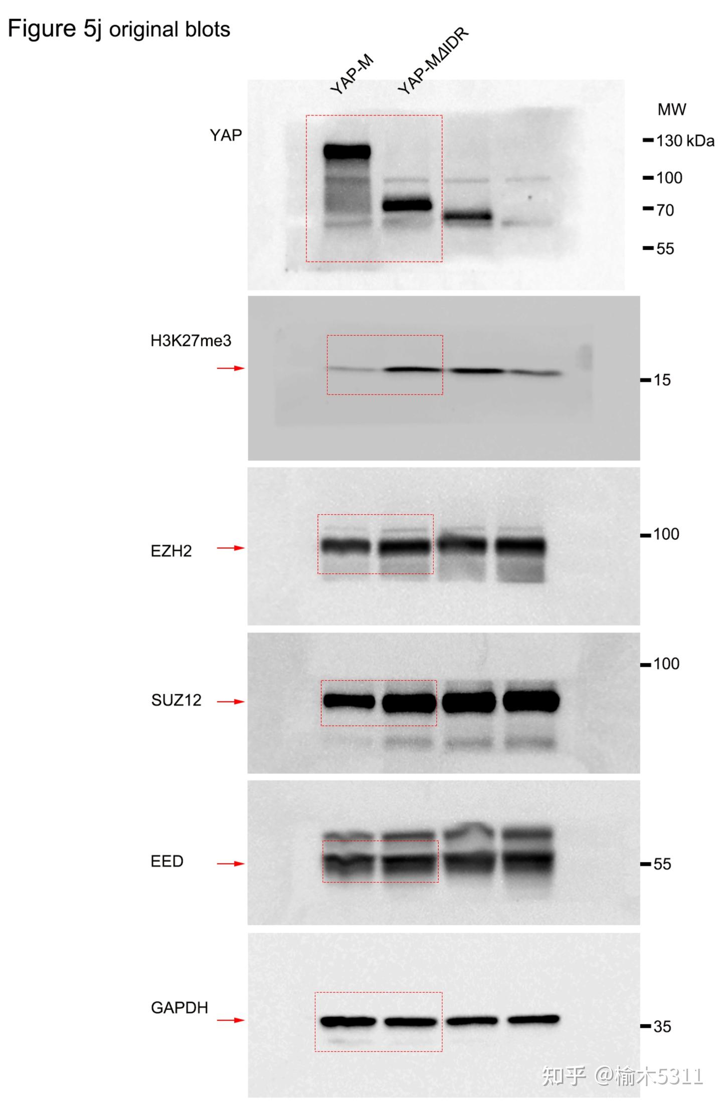 Western blot，不推荐整膜带marker的理由, 真实WB/ Western blot欢迎垂询交流~ykt3728 - 知乎