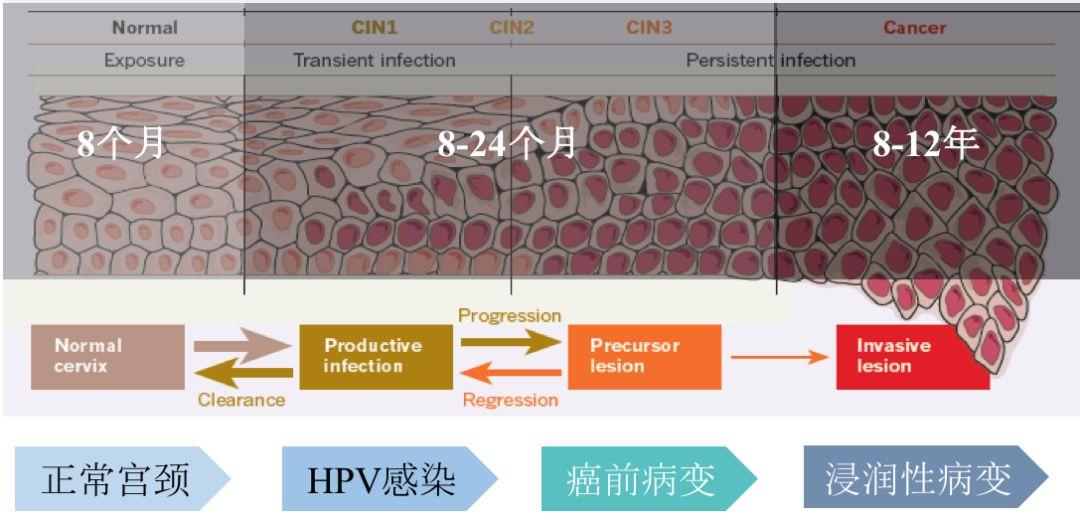 叮！这里有一份宫颈癌早筛检测免费试用指南，请及时查收！ 知乎