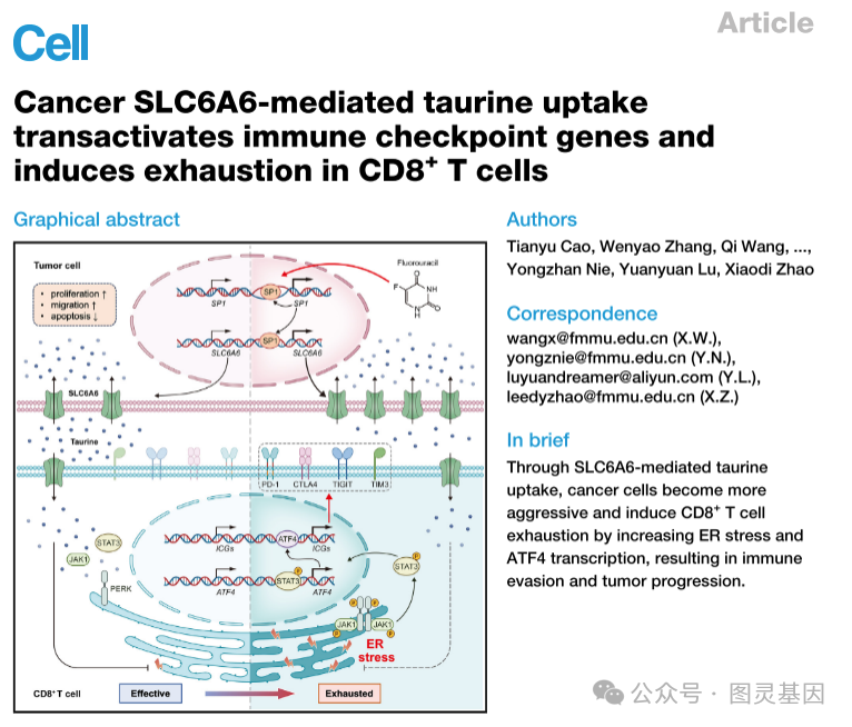Cell ｜ 樊代明院士团队揭示补充牛磺酸增强T细胞抗肿瘤疗效机制 - 知乎