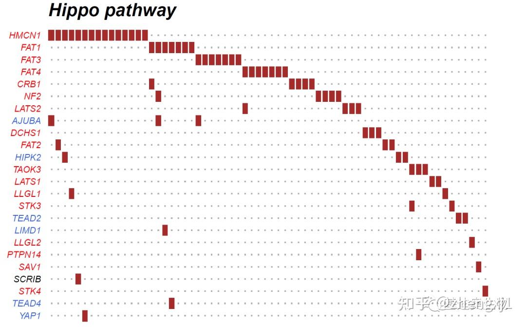 突变处理maf - 知乎