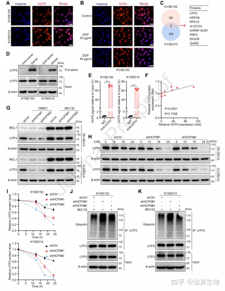 中国医学科学院刘芝华教授团队揭示HCP5/UTP3/c-Myc/VAMP3轴在肿瘤细胞凋亡抵抗中的关键作用！ - 知乎