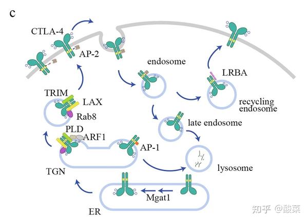 Nature子刊发重磅综述介绍肿瘤的诺奖方向（值得收藏） - 知乎