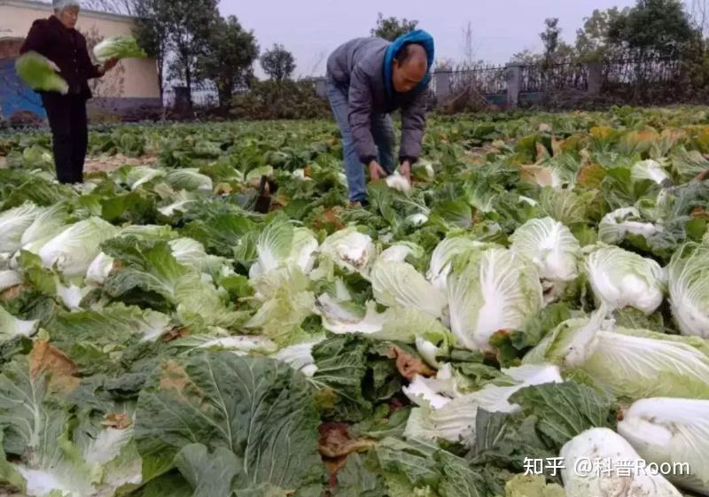 河南2万亩蔬菜滞销烂在地里,城里人却吃着高价菜,问题出在哪? 知乎