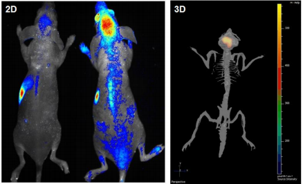 IVIS 活体光学成像技术概述-上海玮驰仪器有限公司