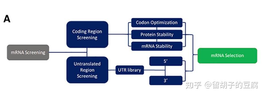 Arcturus开发苯丙氨酸羟化酶mRNA替代疗法治疗苯丙酮尿症 - 知乎
