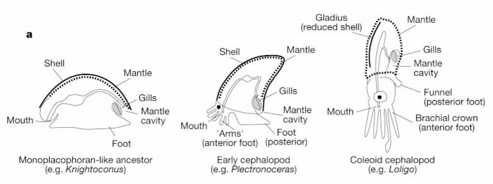 头足纲小传03：起源 - 知乎