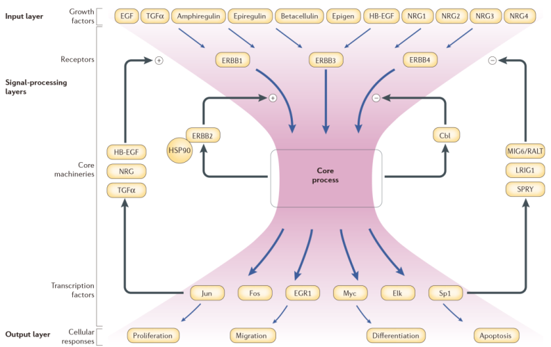 EGF究竟是什么热门细胞因子？ - 知乎