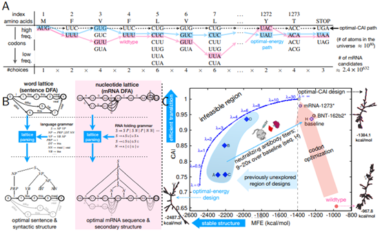 【耀文解读】mRNA篇|mRNA序列优化——如何进行CDS序列的设计与优化 - 知乎