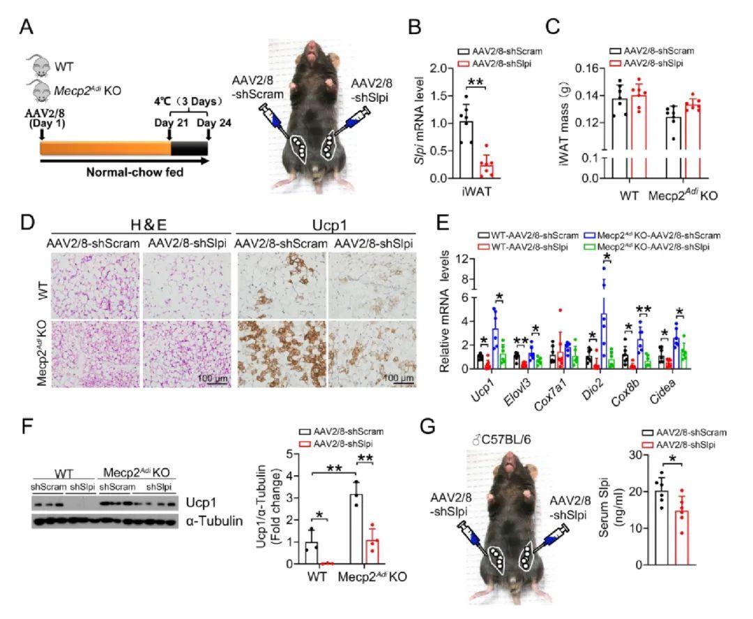 【on-target】AAV感染脂肪组织 | 血清型·启动子·注射用量 | 一篇就GO了！ - 知乎
