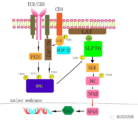 肿瘤免疫的“遥控器”，一起来看HPK1的最新研究进展 - 知乎