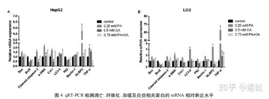 棕榈酸PA、油酸OA诱导肝细胞系（HepG2、LO2细胞）建立代谢相关脂肪性肝病细胞损伤模型（MAFLD） - 知乎
