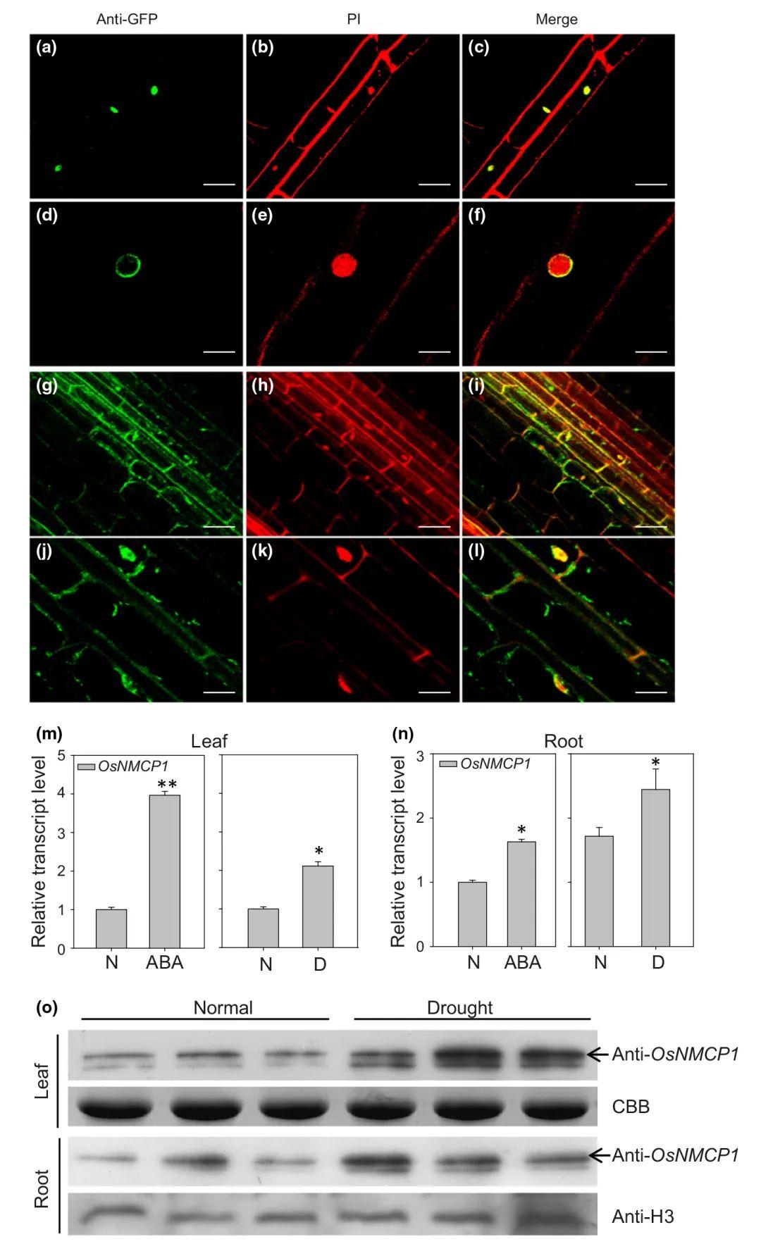 解析表观遗传学的工具——ATAC-seq（二） - 知乎