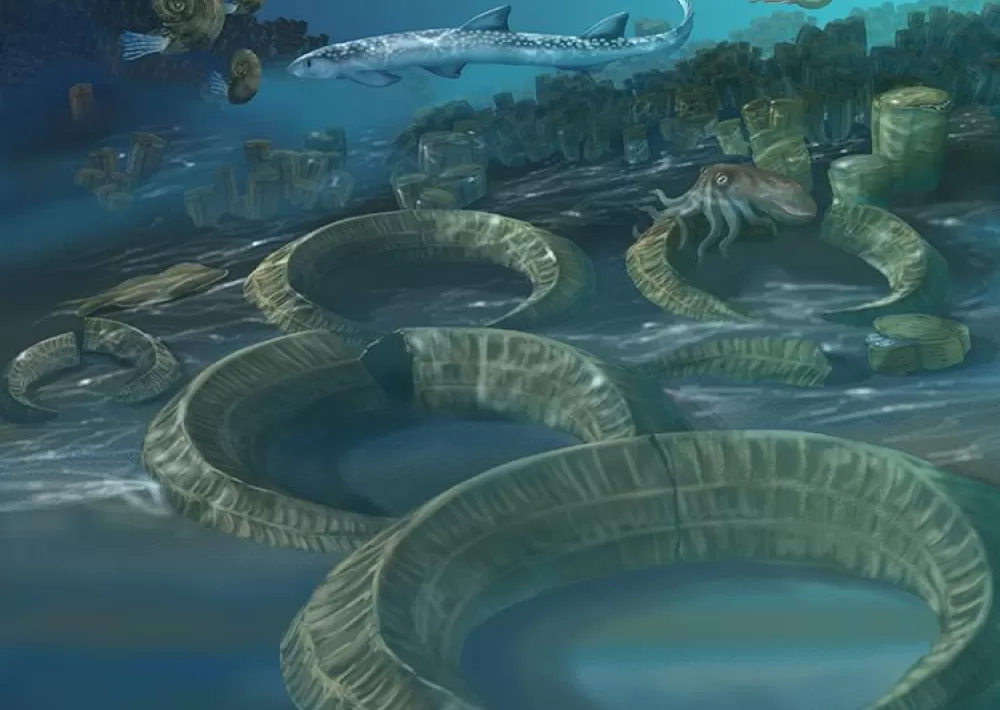 “Rudist”固着蛤的演化史，最伟大的双壳类 - 知乎