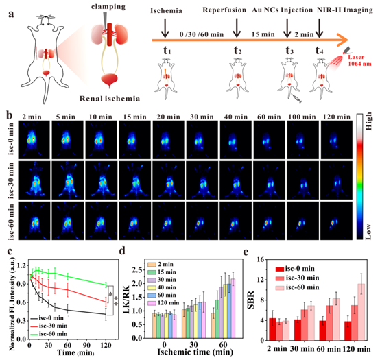 金纳米簇 | 利用NIR-II激发和发射的明亮金纳米团簇实现肾功能障碍高分辨率荧光成像 - 知乎