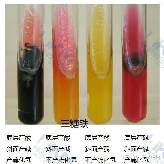 GB4789-6-2016 致泻大肠埃希氏菌检验及注意事项 - 知乎