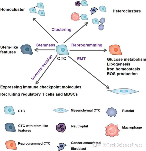 BIOCELL精选综述丨循环肿瘤细胞：生物学特征和生存机制 - 知乎