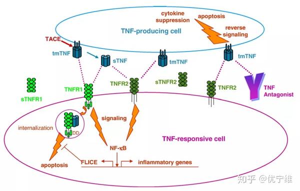 TNF-α：一个莫得感情的肿瘤杀手 - 知乎