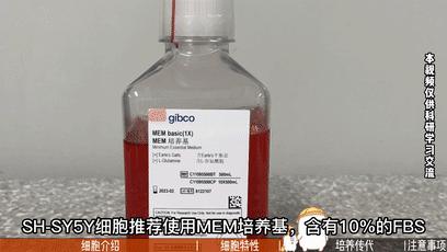 SH-SY5Y细胞培养，人神经母细胞瘤细胞培养攻略 - 知乎