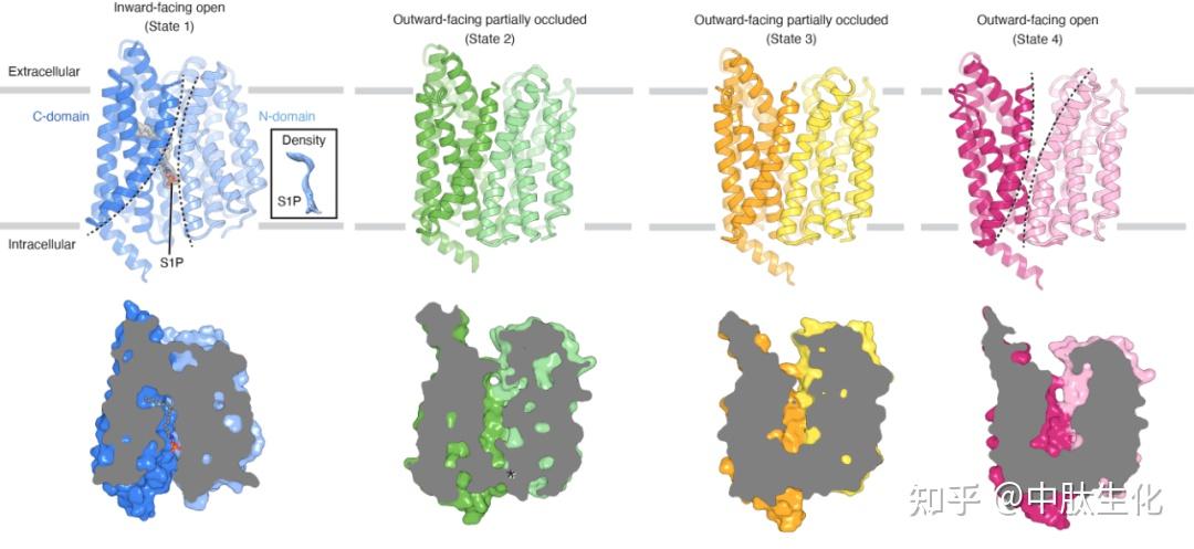 Cell：李佳学/李晓淳等解析Spns2介导的磷酸鞘氨醇转运机制 - 知乎