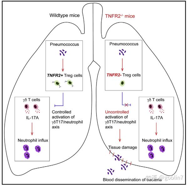 文献阅读——TNFR2+ T cells protect against SPN by suppressing IL-17A-producing γδT cells in the lung - 知乎