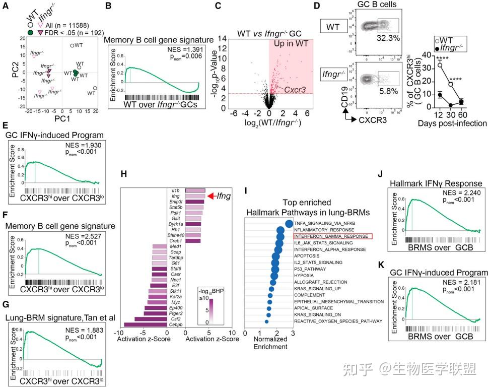 Immunity揭示Tfh-细胞衍生的IFN-γ关键调控肺部记忆B细胞的形成和免疫保护 - 知乎