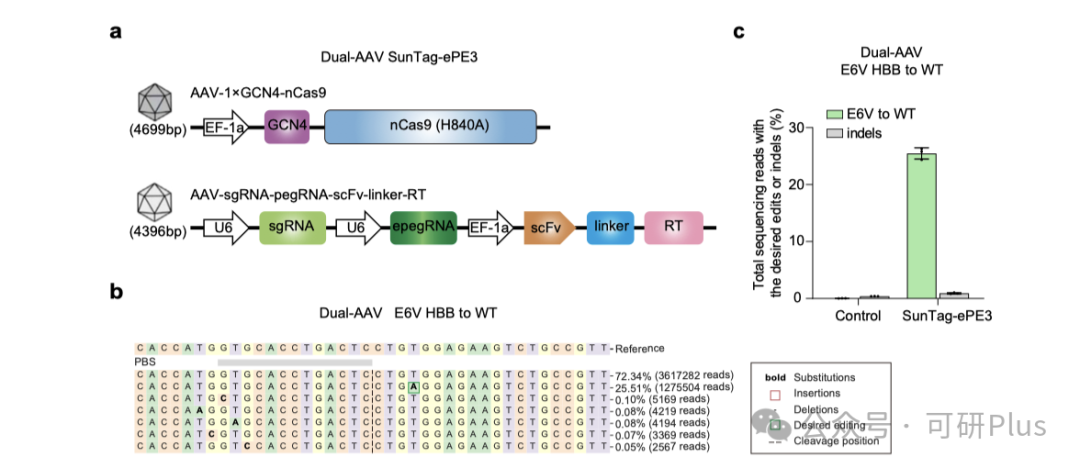一分为二！模块化PE系统—SunTag-PE，克服AAV递送难题，大幅提升编辑效率！ - 知乎