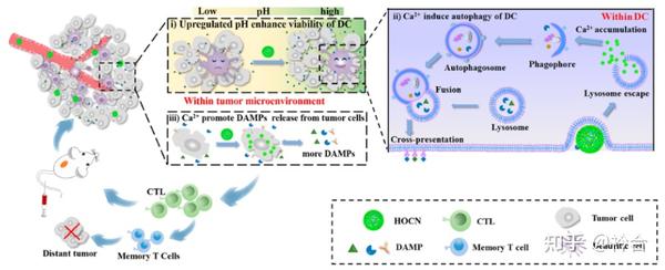 Ca2+干扰在免疫中的应用 - 知乎
