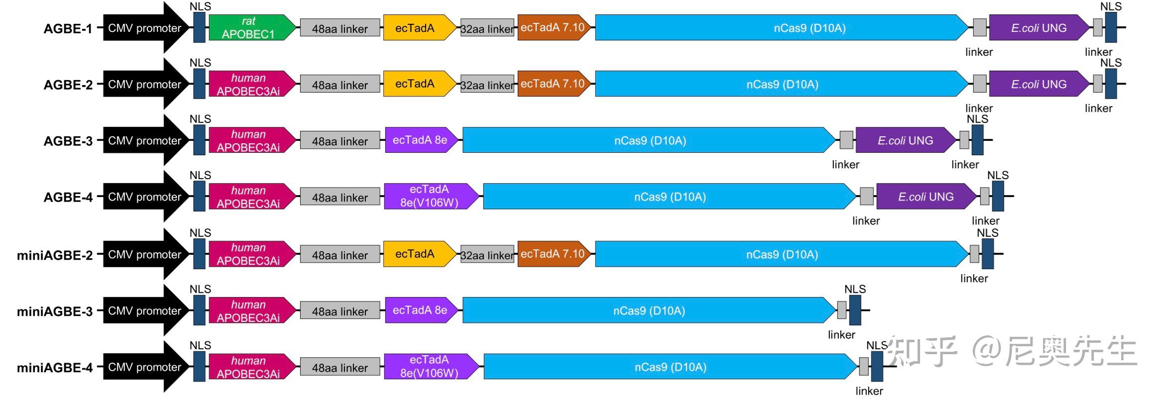 AGBE：新型融合双碱基编辑器 - 知乎