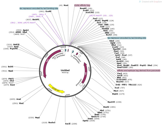 【菌周刊】菌种建库篇｜大肠杆菌BL21外源蛋白表达提高策略之氨基酸组成优化思路解析 - 知乎