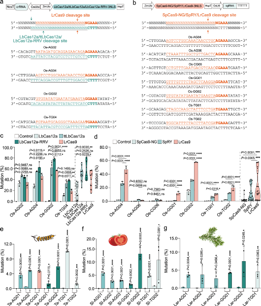 Nature Communications | 电子科技大学合作研究揭示益生菌来源的新型高效植物基因组编辑系统 - 知乎