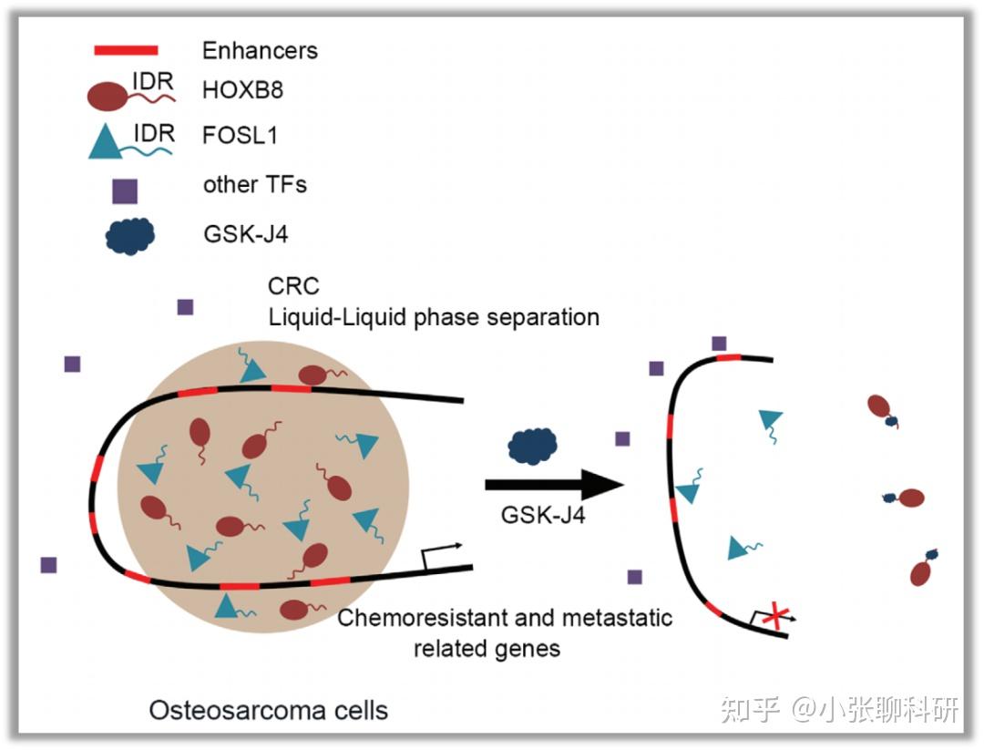 文献详解|提到相分离就头大？来看看这篇文章怎么说！ - 知乎