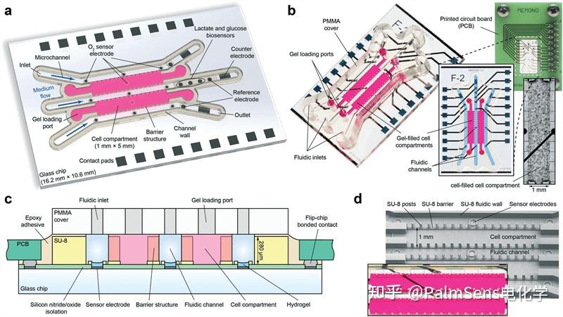 【MultiPalmSens4电化学应用】微流控芯片器官系统，3D细胞培养中代谢产物监测的多重分析 - 知乎