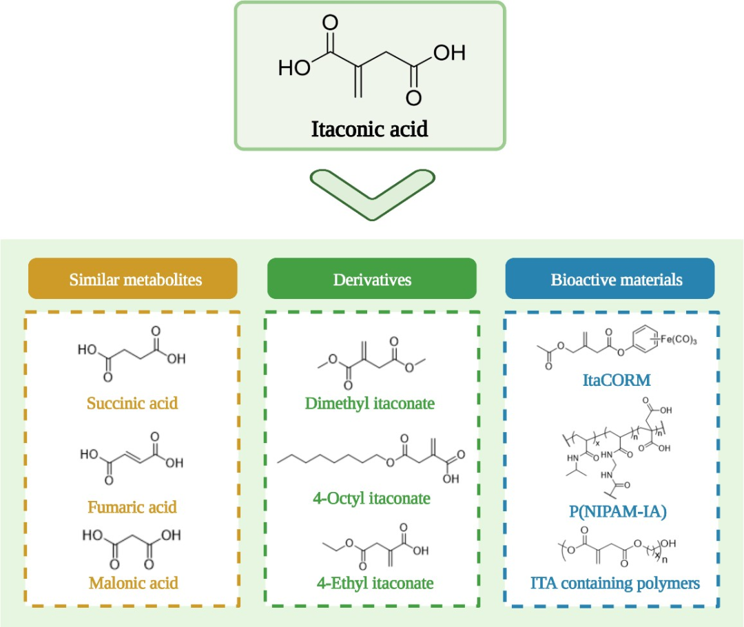 Redox Biol 综述︱吕欣等评述衣康酸在炎症和氧化应激性疾病中的治疗作用和相关机制 - 知乎