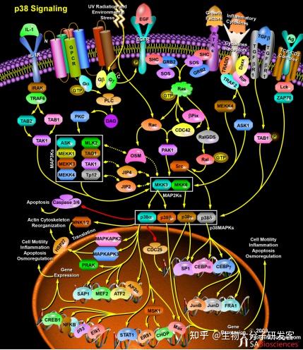 p53（肿瘤抑制因子）和p38（MAPK）：两种经典信号通路 - 知乎
