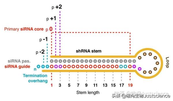 shRNA序列设计：一个较为特殊的案例 - 知乎