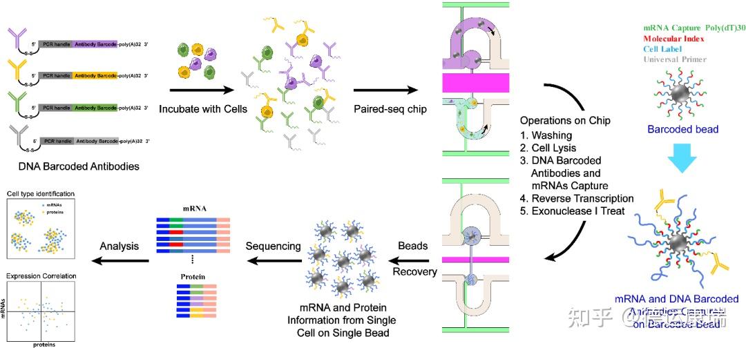 Paired-seq“玩转”单细胞转录组和蛋白组联合分析 - 知乎