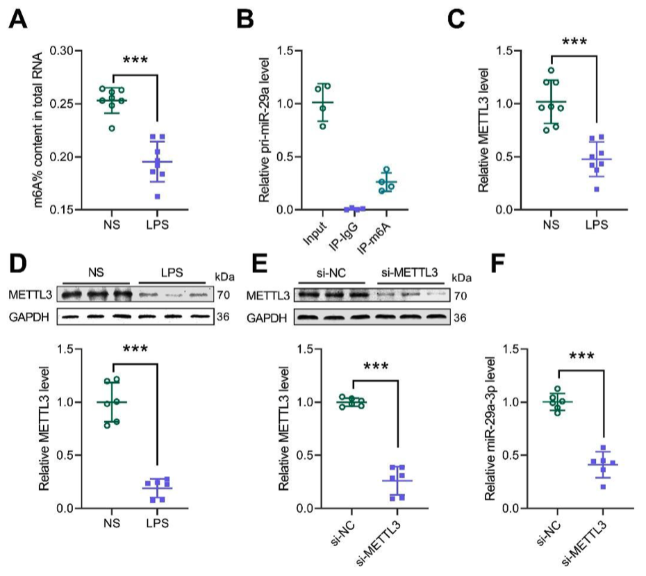 Aging and Disease丨IF：9.968丨MiR-29a-3p 通过减少肺泡上皮细胞全凋亡来改善急性肺损伤 - 知乎