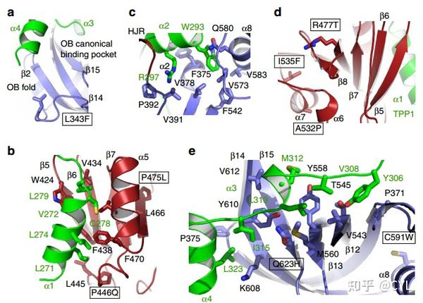 【文献翻译】人POT1-TPP1端粒复合体的结构和功能分析 - 知乎
