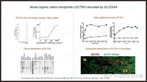 麦角硫因（EGT）独特的“时光物质” - 知乎