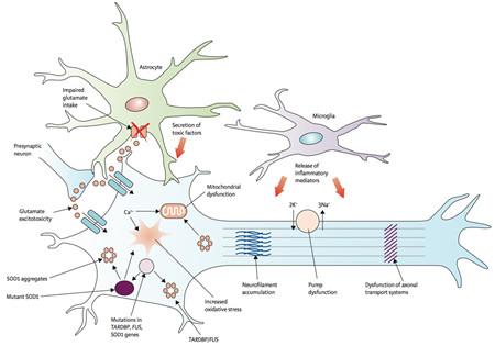 Fluoro-Jade C（FJC）染色试剂盒已发表高品质文章鉴赏 - 知乎